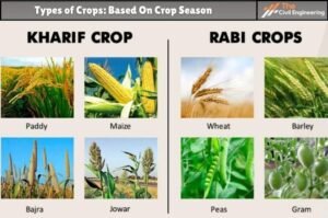 6 Types of Crops: Total Growing Period of Some Crops