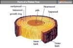 What is a Timber? : 7 Types of Timber, Parts of Timber, Uses ...