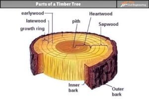 What is a Timber? : 7 Types of Timber, Parts of Timber, Uses ...