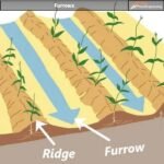 Furrow Irrigation: How to Construct & Maintain Furrow? (Pros & Cons)